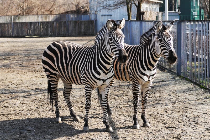 Two zebras in zoo stock photo. Image of zebras, wild - 41158786