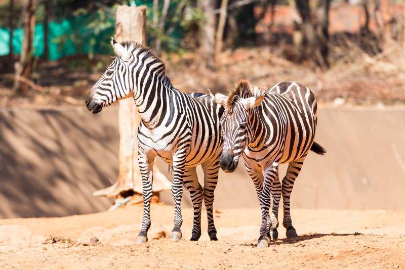 Two zebras in the zoo stock image. Image of park, cutout - 224787115