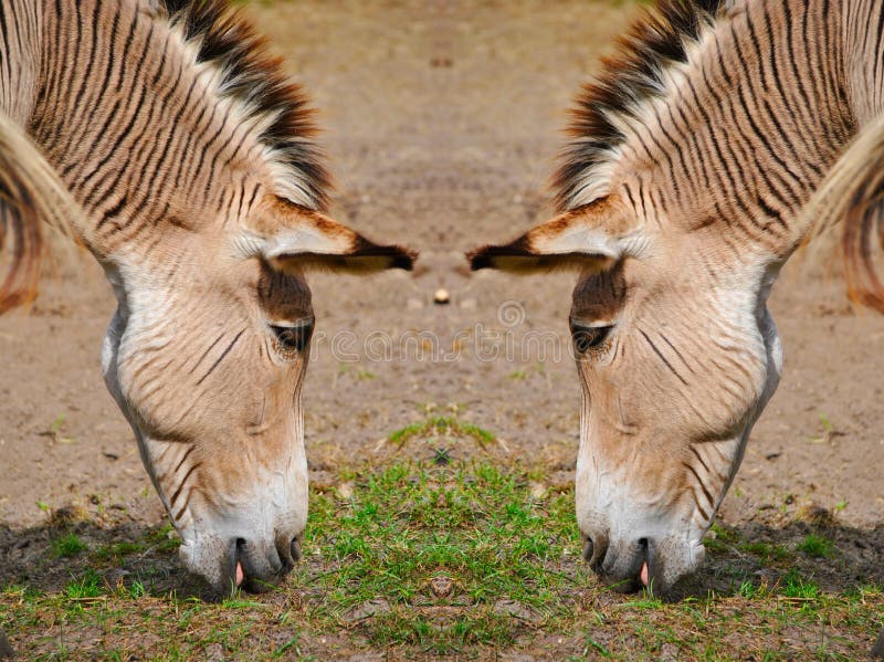 Two Zebroids stock photo. Image of zorse, zebras, zebroids - 315484458