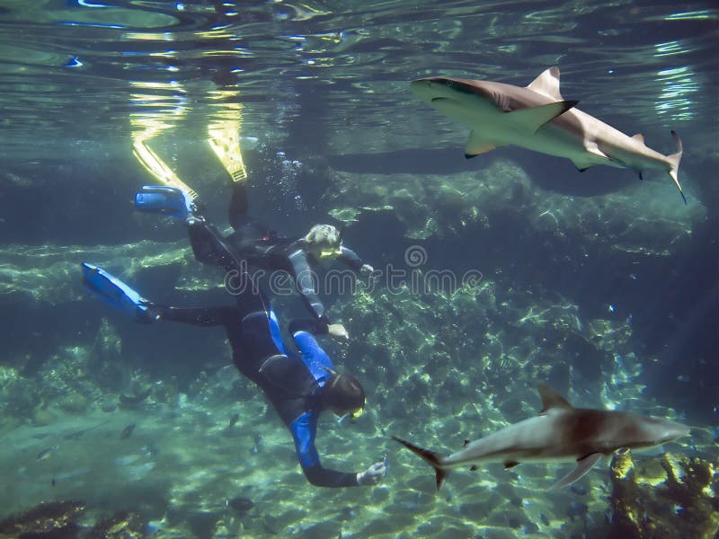 Twodivers stock photo. Image of diving, barrier, fish - 2512004