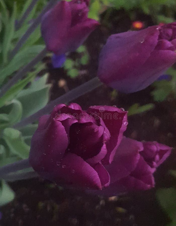 Twolips stock image. Image of pretty, purple, tulips - 116963637
