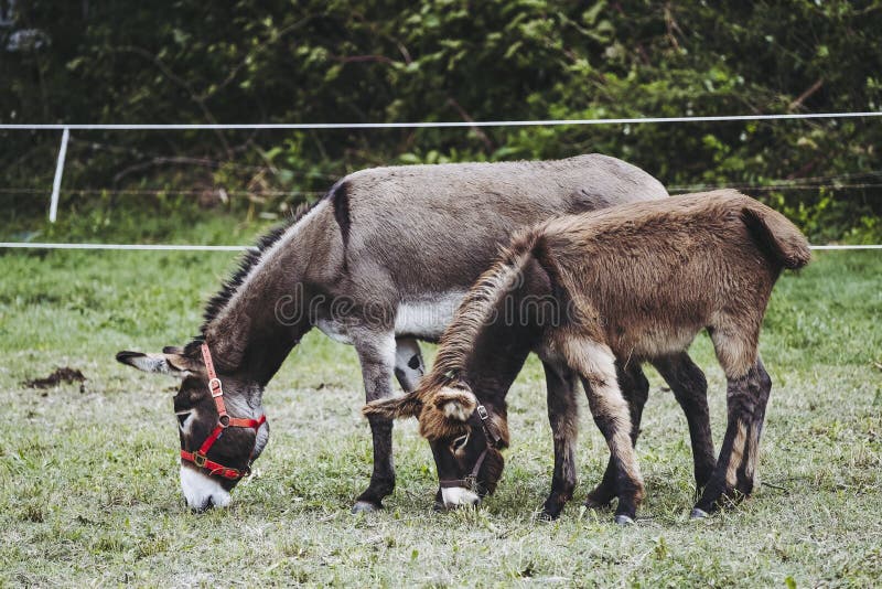 Twos donkeys in a field stock image. Image of nature - 310920033