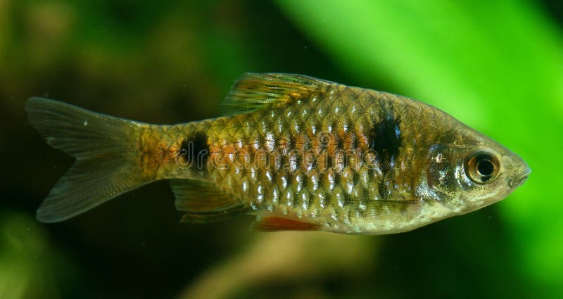 Ticto Stock Photos - Free & Royalty-Free Stock Photos from Dreamstime