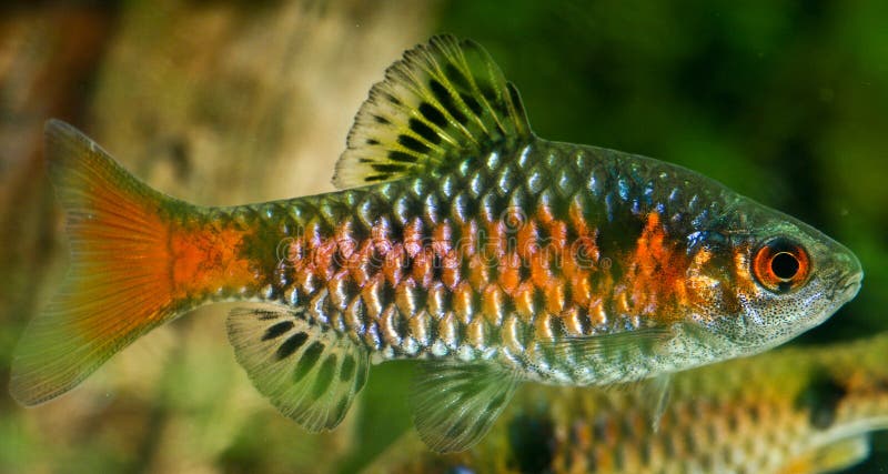 Twospot Barb (Puntius Ticto) Stock Image - Image of makro, marine: 8809611