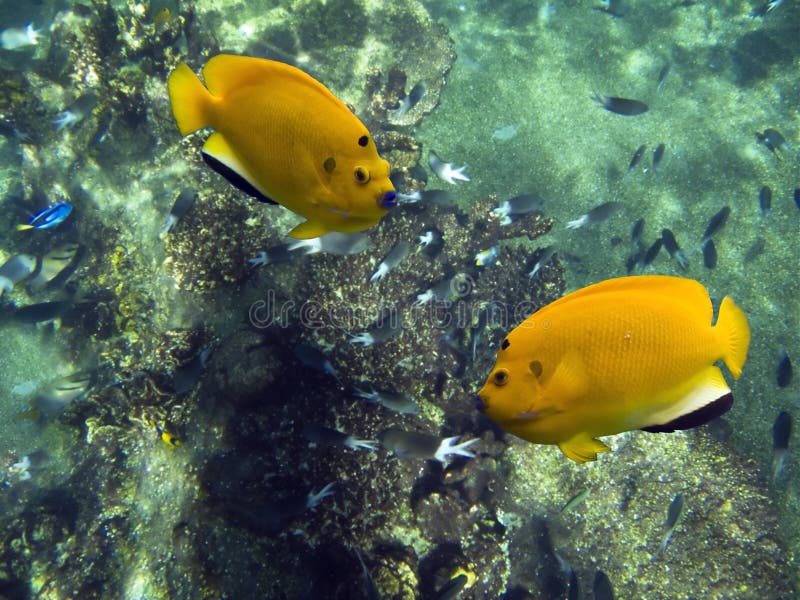 Angelfish stock image. Image of reef, tropical, ocean - 2371627