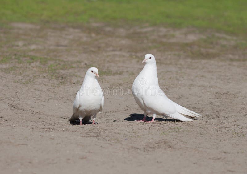 White doves stock photo. Image of nature, pets, ghost - 42568006