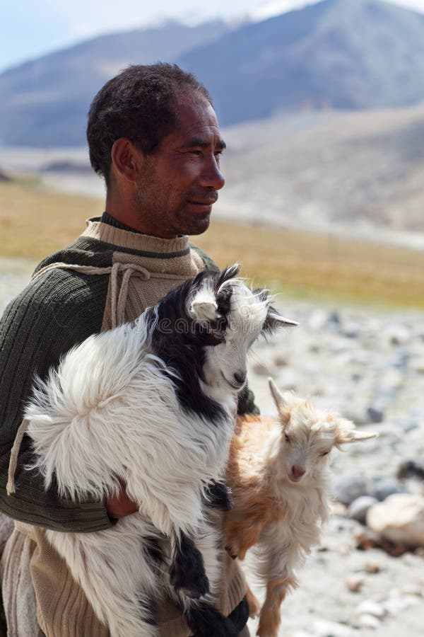 Tybetańska Koczownika Doju Yak Krowa Rękami W Ladakh, India Obraz ...