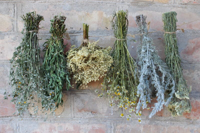 Tying dry herbs stock photo. Image of meal, organic, lavender - 73467704