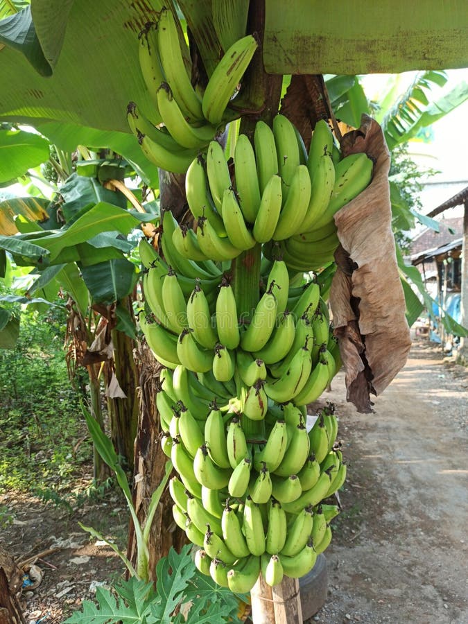 This is a Type of Ambon Banana Tree that Grows in Villages Stock Photo ...
