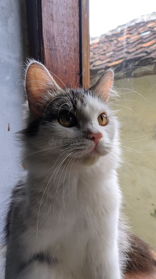 This Type of Angora Cat is Very Cute with Smooth and Thick Fur Stock ...
