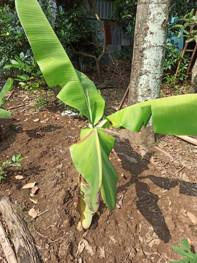 This is a Type of Banana Plant that is Still Small Stock Image - Image ...