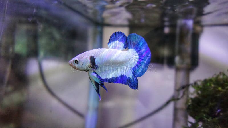 Betta Fish Blue and White Color Stock Image - Image of betta, ikan ...