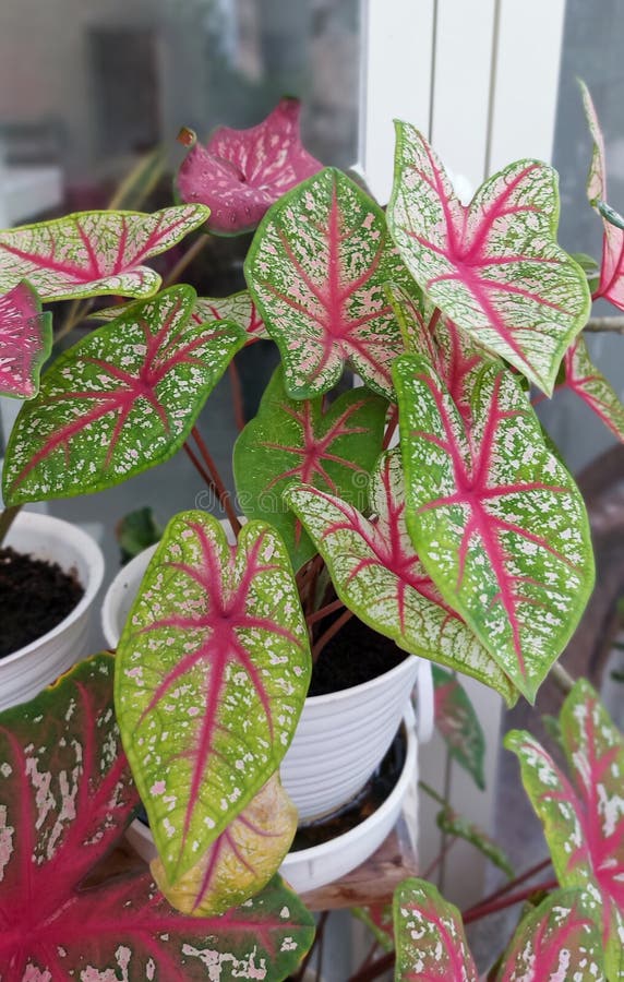 A Type of Caladium Plant with Green Leaves and Red Lines Stock Image ...