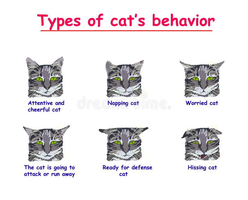 Type of Cats Behavior on White Background. Attentive and Cheerful Cat ...