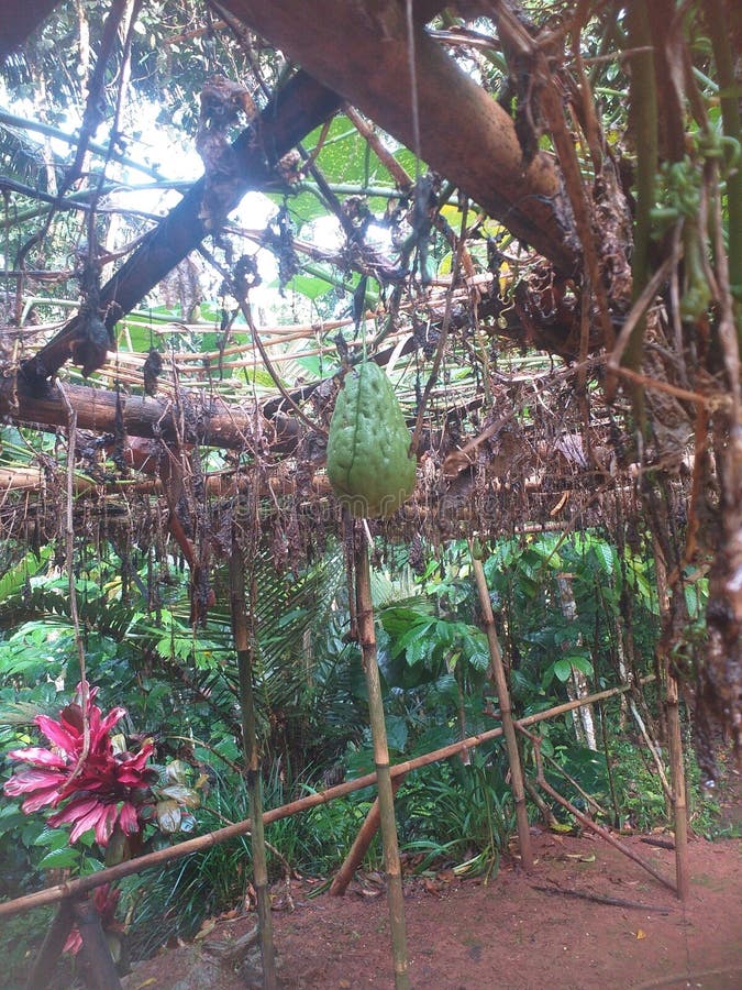A Type of Chayote Vines with Hanging Fruit Stock Image - Image of ...