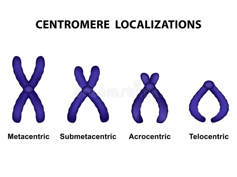 Centromere Stock Illustrations – 208 Centromere Stock Illustrations ...