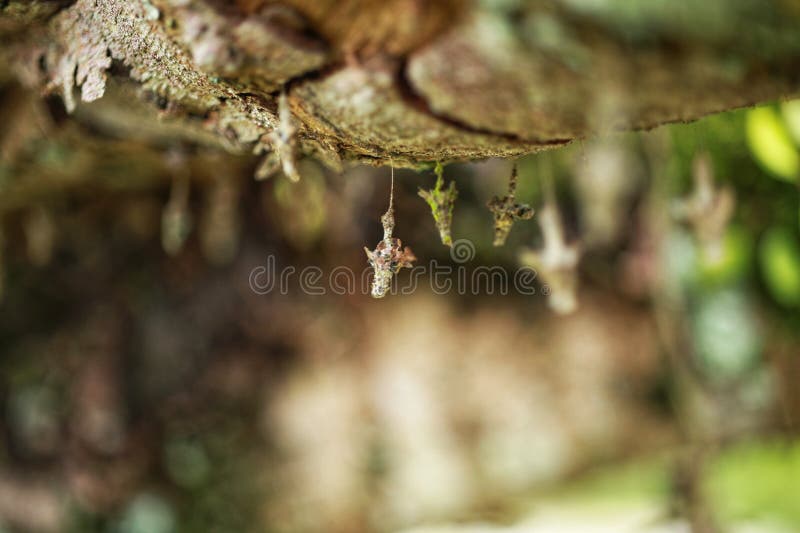 A Type of Cocoon of an Insect that Hangs Under a Dry Tree Branch Stock ...