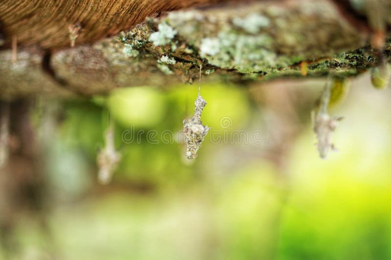 A Type of Cocoon of an Insect that Hangs Under a Dry Tree Branch Stock ...
