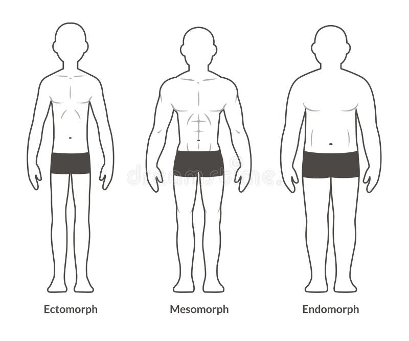 Types De Corps Mesomorph Endomorph D'ectomorphe Illustration de Vecteur ...