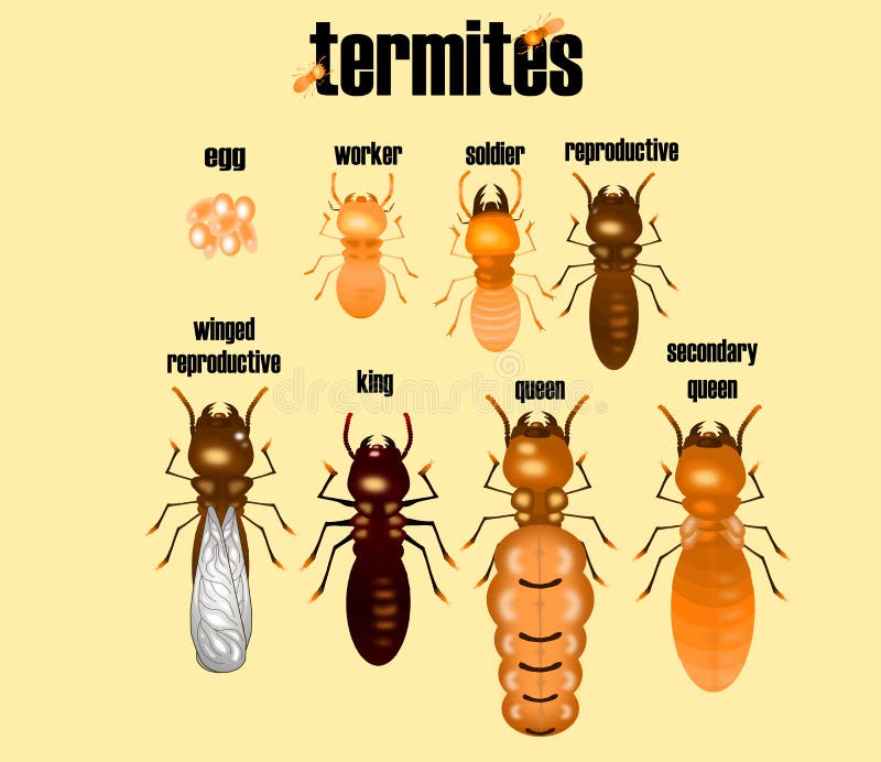 Reine de termite illustration stock. Illustration du macro - 48493910