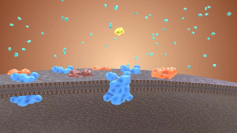 Glucose Insulin Schematic Diagram, Educational Medical Information. 2d ...