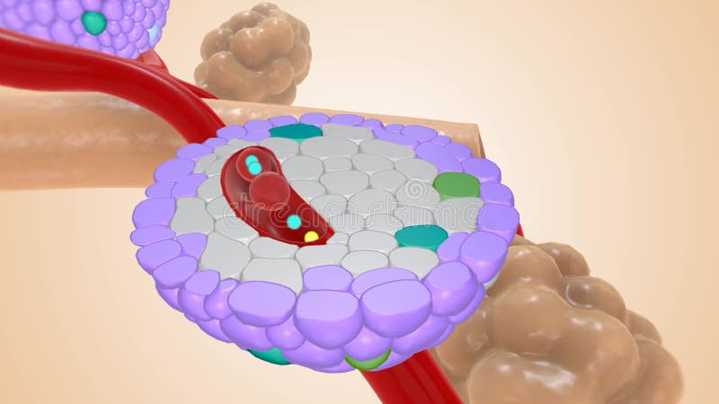 Type 1 Diabetes Insulin Production 3d Animation Stock Video - Video of ...