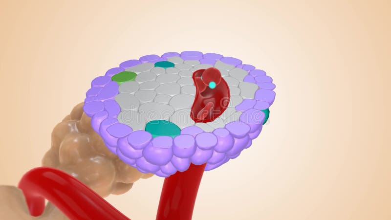 Type 1 Diabetes Insulin Production 3d Animation Stock Video - Video of ...