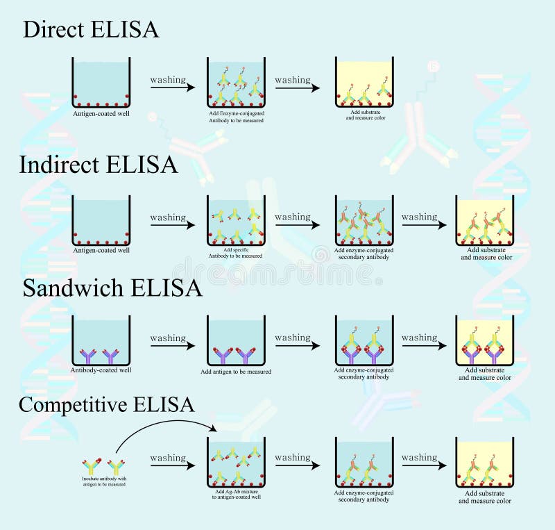 Elisa Stock Illustrations – 308 Elisa Stock Illustrations, Vectors ...
