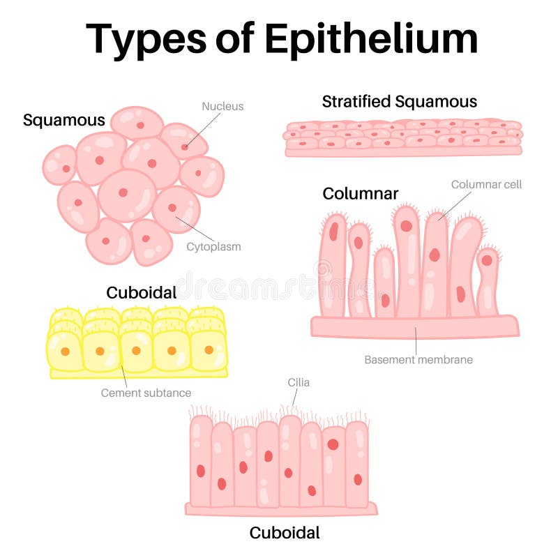 Cuboidal Epithelium Stock Illustrations – 53 Cuboidal Epithelium Stock ...