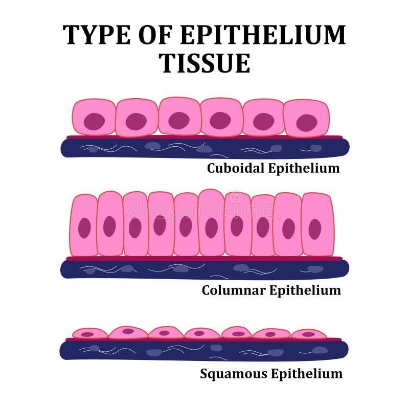 Cuboidal Epithelial Tissue Diagram