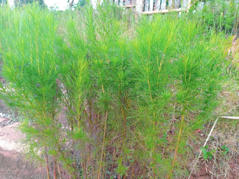 A Type of Fern Grass that Grows Tall Stock Image - Image of natural ...