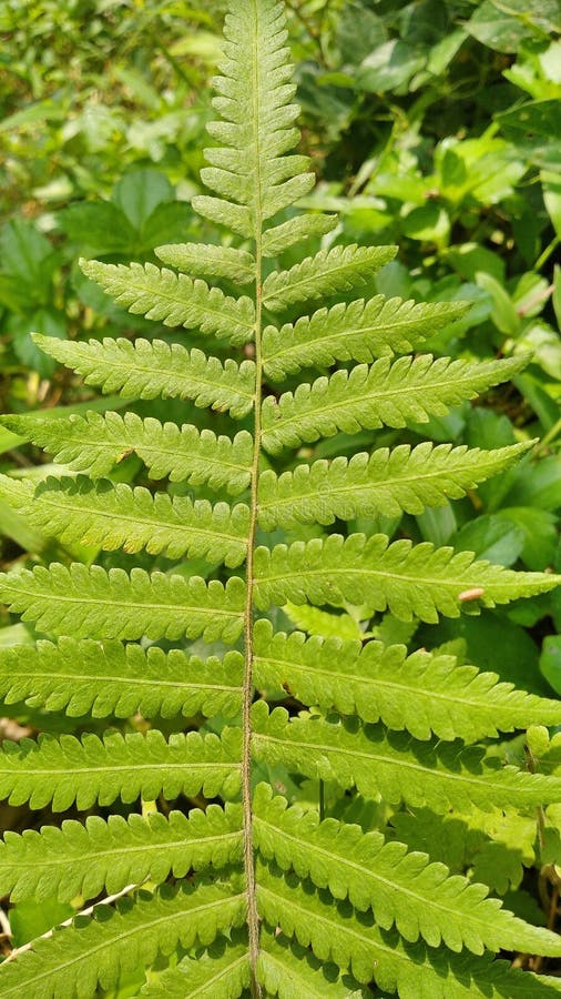 A Type of Fern Whose Leaves Have a Texture Stock Image - Image of type ...