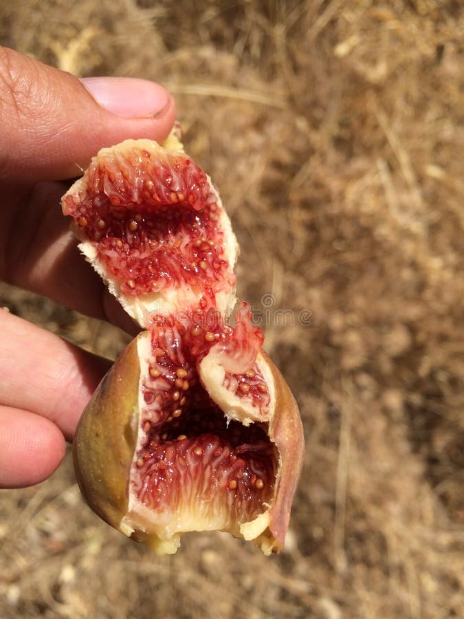 Red fig stock photo. Image of fruit, juicy, summer, farm - 124122146