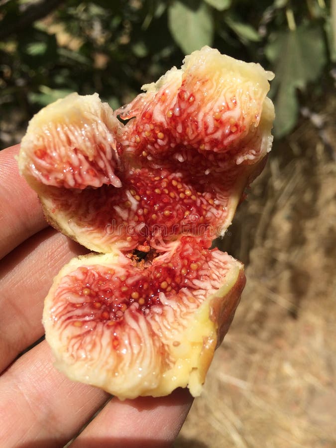 Red fig stock photo. Image of juice, branch, fall, purple - 124122238