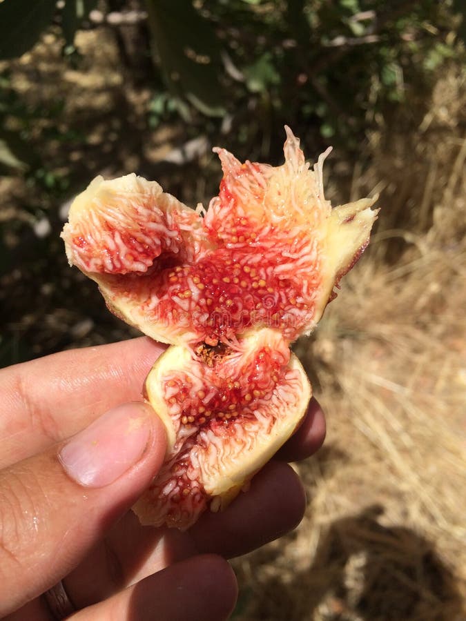 Red fig stock image. Image of fruit, fall, autumn, kurdistan - 124122249