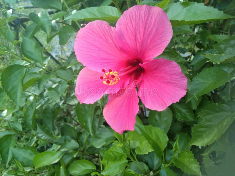 This Type of Flower Consists of 5 Petals, Which are Protected by ...