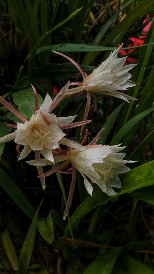 A Type of Flowering Cactus Plant is Very Beautiful, Charming White ... A Type of Flowering Cactus Plant is Very Beautiful, Charming White ...