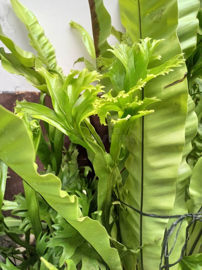 A Type of Forest Fern Planted in Pots in the Front Yard of Houses in ...