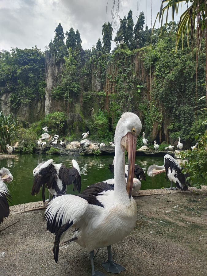 Type of fowl stock image. Image of tree, animal, ragunan - 265718627