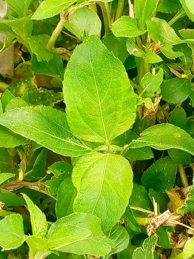 A Type of Grass Plant that Lives in the Open Stock Image - Image of ...
