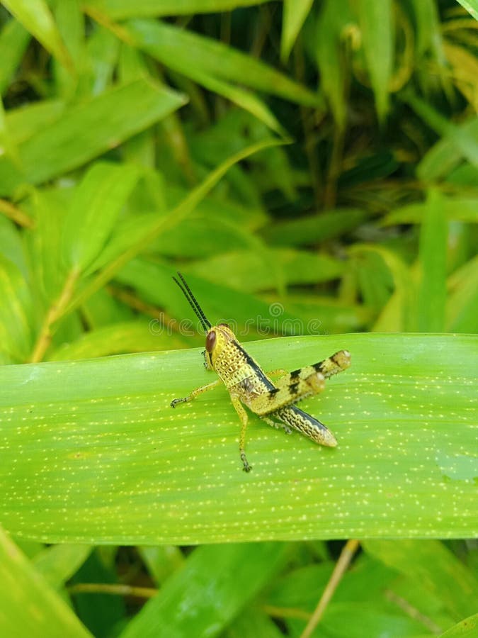 A Type of Grasshopper Insect that Perches on the Leaves Stock Photo ...