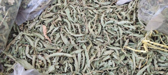 A Type of Green Spice in Its Natural State. Stock Image - Image of ...