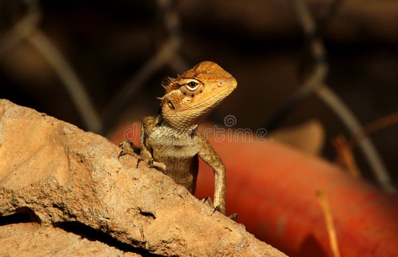 Side View of Lizard Sitting on Stone Stock Image - Image of reptile ...