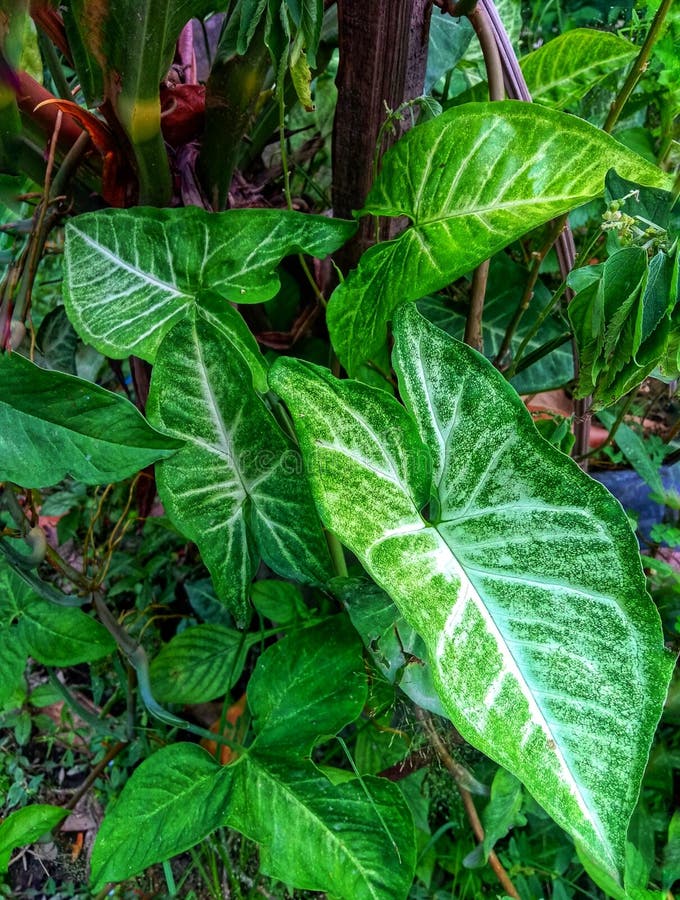 This Type of Lompong Flower Grows on Vines Stock Photo - Image of green ...