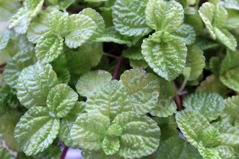 Type in a Lot of Pot Leaves Background Stock Image - Image of garden ...