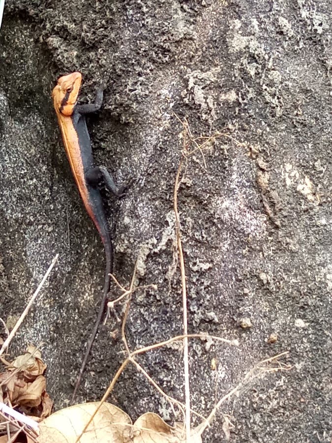 Rock on lizard stock photo. Image of lizad, lizard, small - 122396406