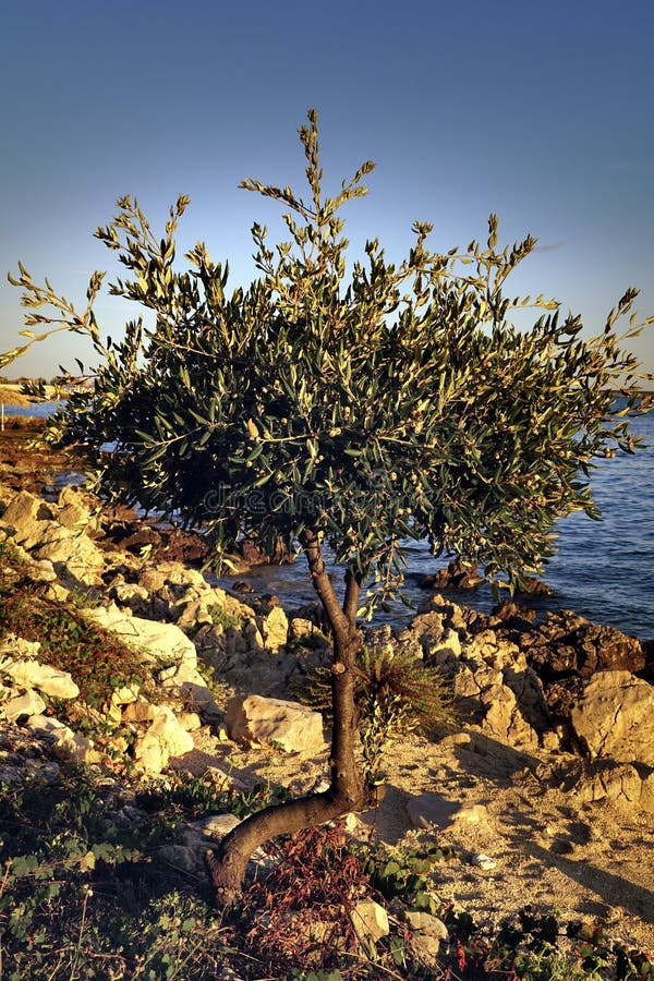 A Type of Oak Tree that Grows in Coastal Croatia Stock Photo - Image of ...