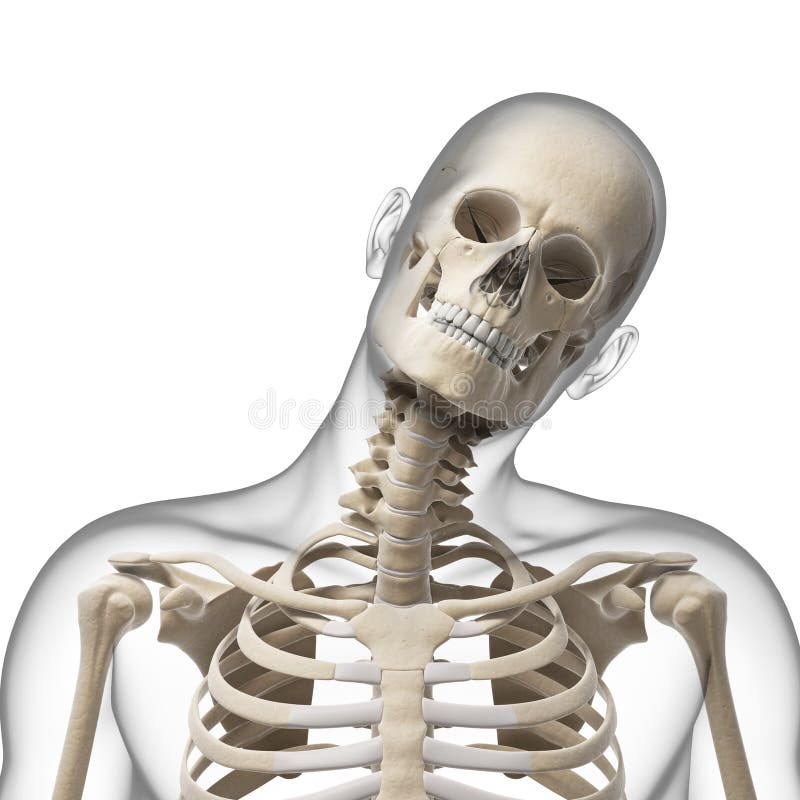 Anatomie d'os de cou illustration stock. Illustration of médical - 71563557