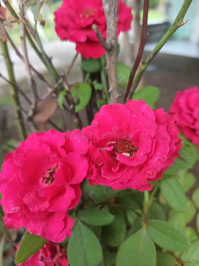 This is a Type of Red Rose that is so Beautiful Indonesia Stock Photo ...