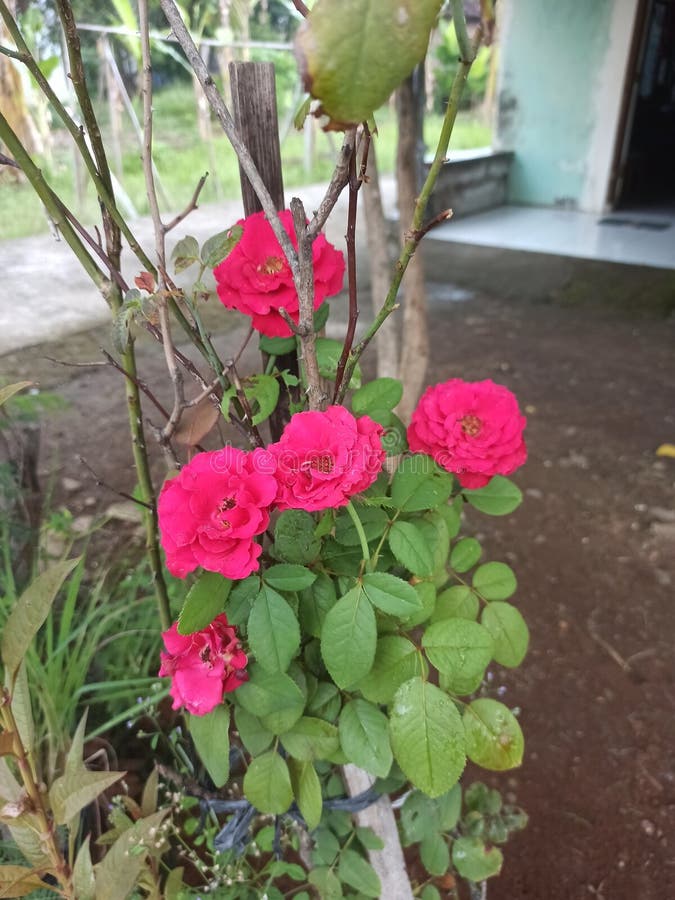 This is a Type of Red Rose that is so Beautiful Indonesia Stock Photo ...